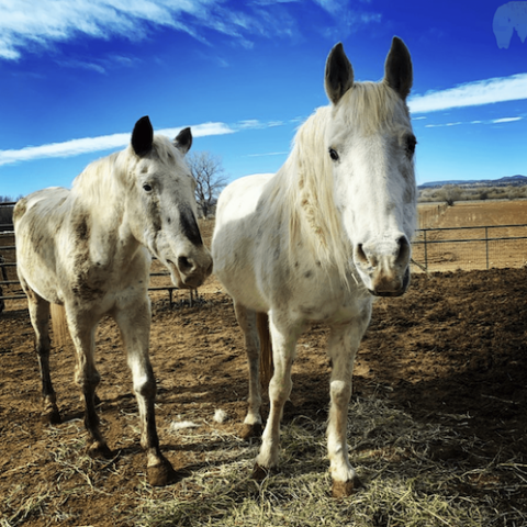 Homepage - Happy Rascal Ranch