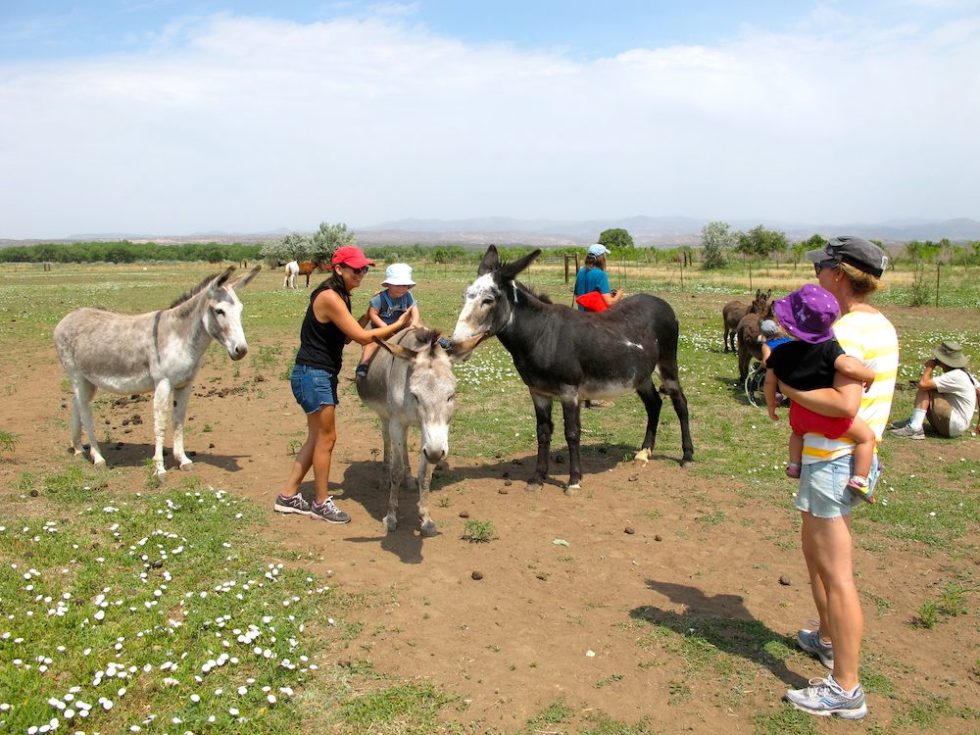 Workshops - Happy Rascal Ranch