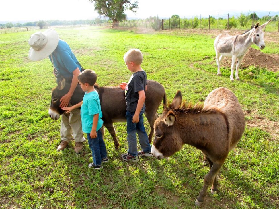 Workshops - Happy Rascal Ranch