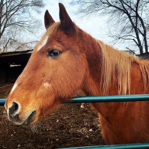 Homepage - Happy Rascal Ranch