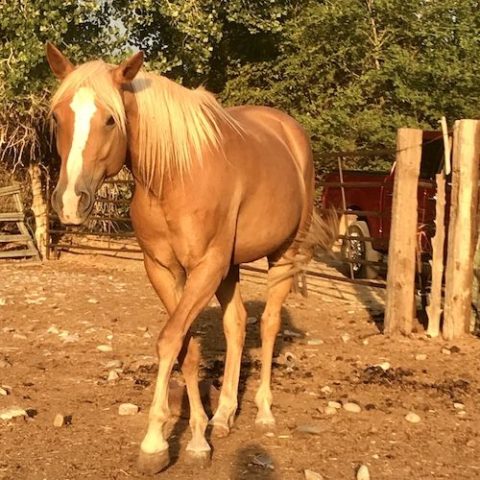 Happy Rascals | Happy Rascal Ranch