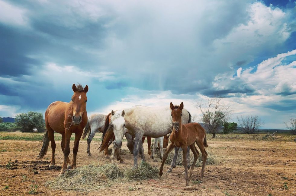 FAQ - Happy Rascal Ranch